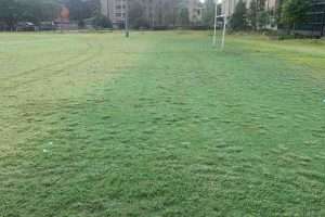 Turf pigment - GILBA SOLUTIONS