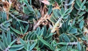 Turf miticides 3 - GILBA SOLUTIONS