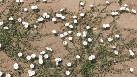 Weed ID Chart. 10 - GILBA SOLUTIONS