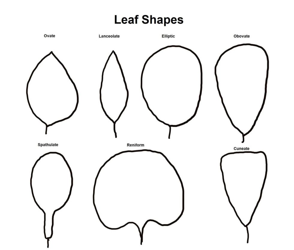 Weed ID Chart. 10 - GILBA SOLUTIONS