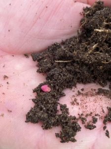 Ground pearl in turf. 33 - GILBA SOLUTIONS