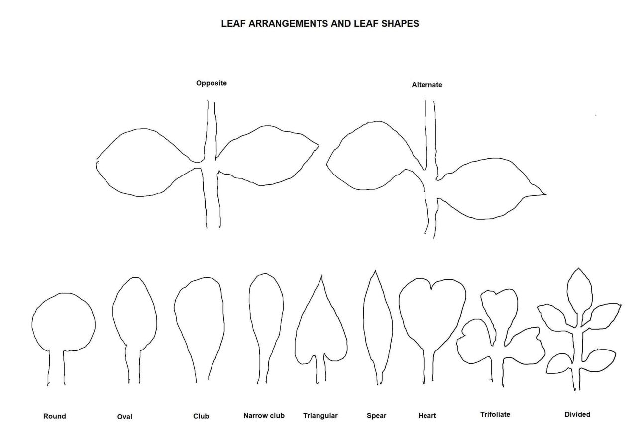 Weed ID Chart. 10 - GILBA SOLUTIONS