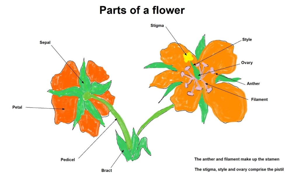 Weed ID Chart. 10 - GILBA SOLUTIONS