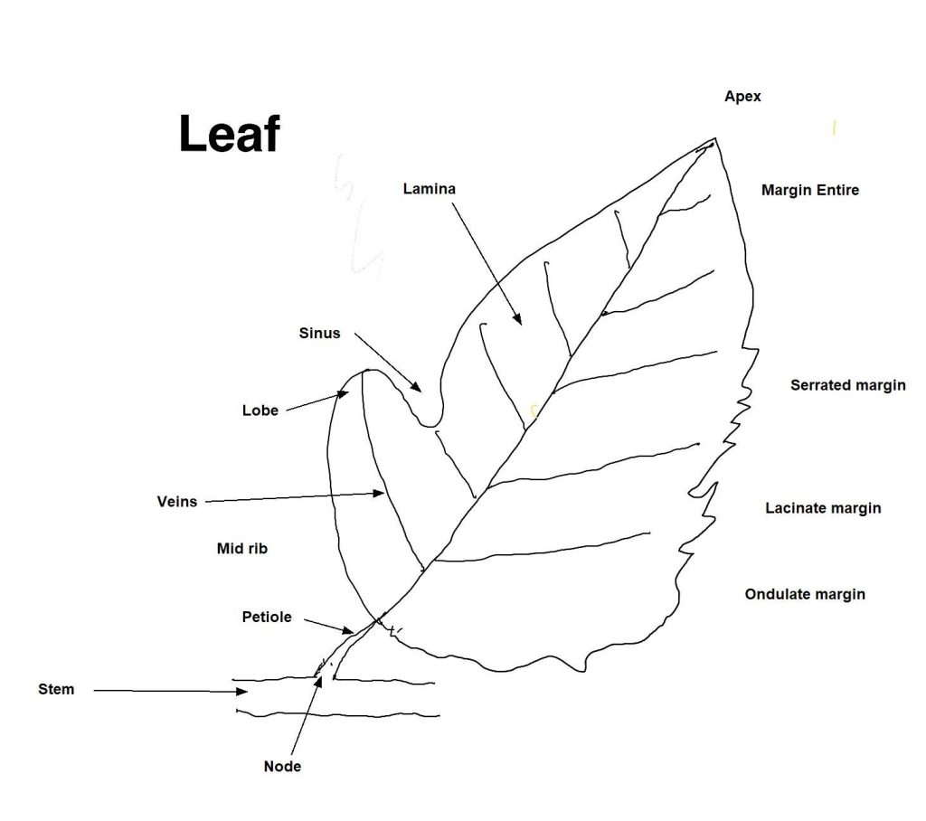 Weed ID Chart. 10 - GILBA SOLUTIONS