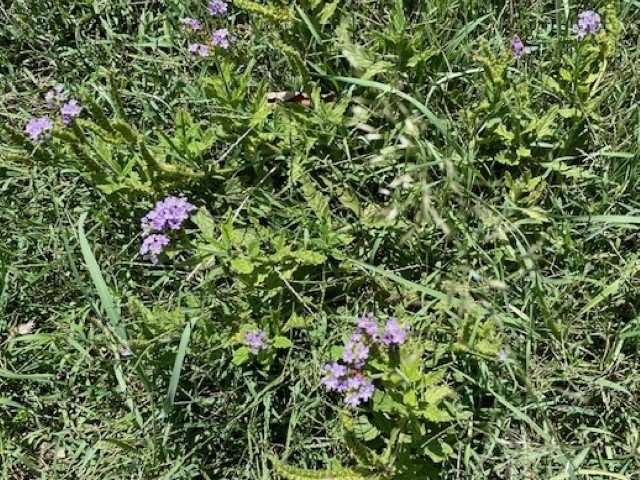 Blue Heliotrope - GILBA SOLUTIONS