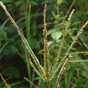 Crowsfoot grass - GILBA SOLUTIONS