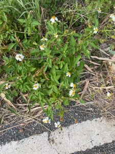 Cobblers Peg - GILBA SOLUTIONS