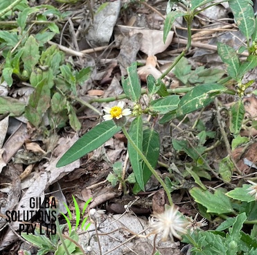 Tridax Daisy - GILBA SOLUTIONS