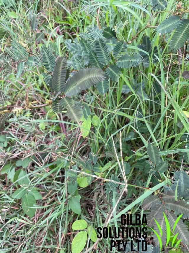 Weed ID Chart. 10 - GILBA SOLUTIONS