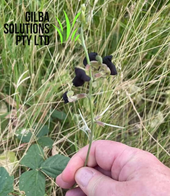 Weed ID Chart. 10 - GILBA SOLUTIONS