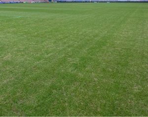 Turf pigment - GILBA SOLUTIONS