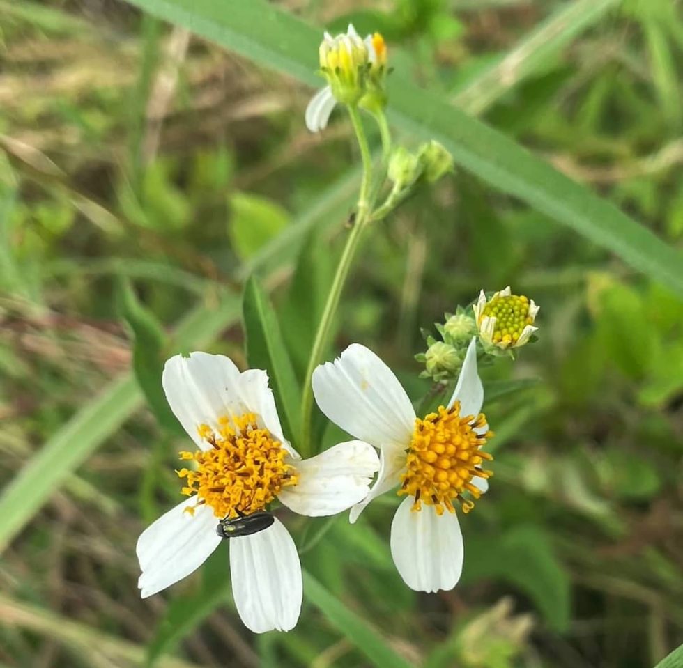 Cobblers Peg - GILBA SOLUTIONS